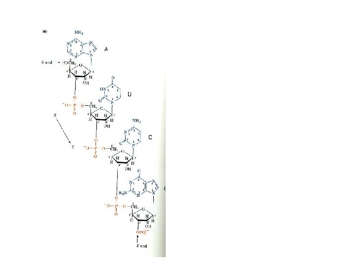 Molecular Biology Molecular Biology David Clark Cells DNA