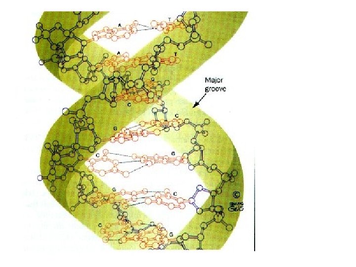 Molecular Biology Molecular Biology David Clark Cells DNA