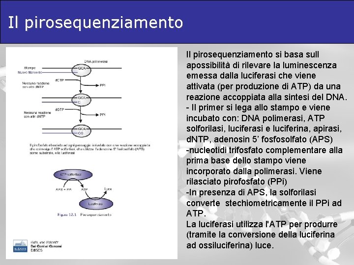 Biologia Molecolare Sequenziamento dei genomi Il pirosequenziamento pu