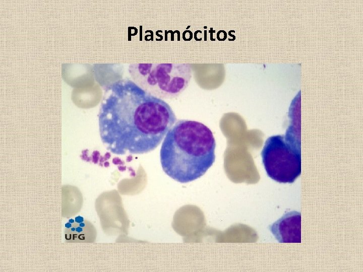 Histologia e Embriologia Tecido Conjuntivo Aula 2 Tecido