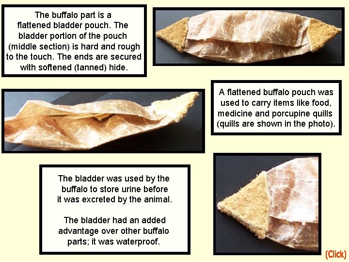 Traditional use of Tatanka buffalo is a Power
