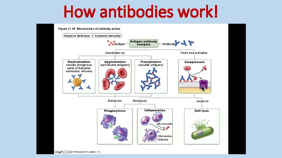 Topic 11 1 Antibody Production and Vaccination Understanding