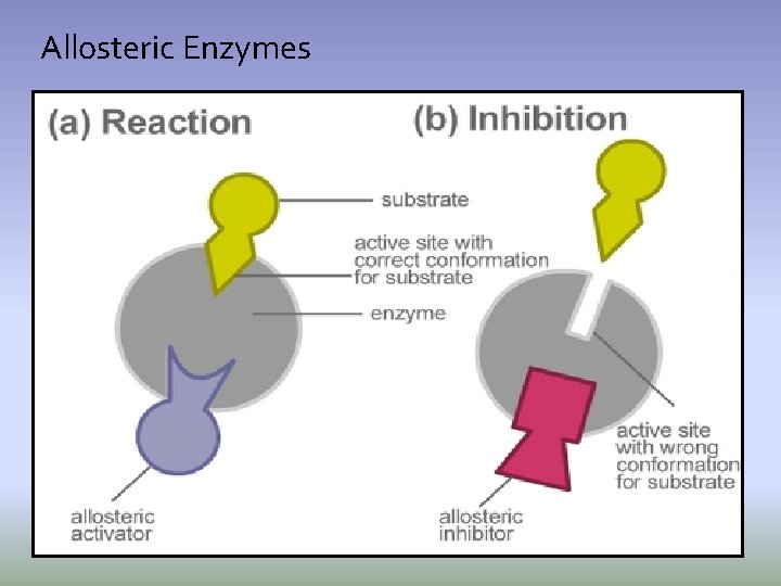 Molecular interactions in cells Many Metabolic pathways biochemical