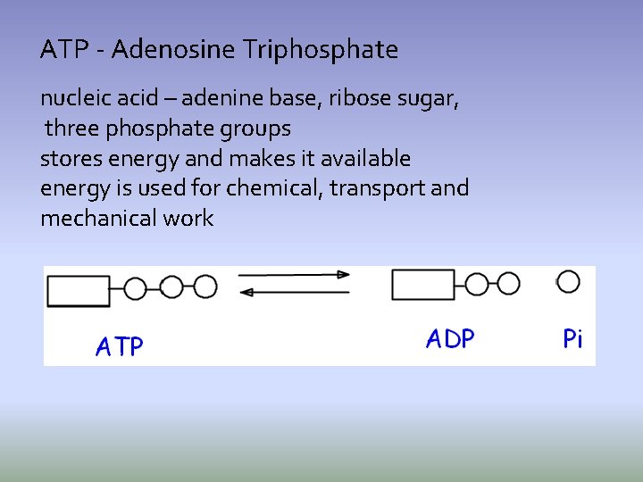 Molecular interactions in cells Many Metabolic pathways biochemical