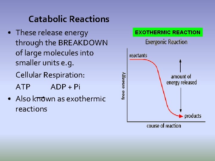 Molecular interactions in cells Many Metabolic pathways biochemical