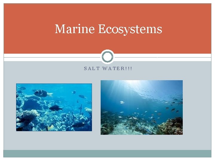 Marine Ecosystems SALT WATER Life in the Oceans