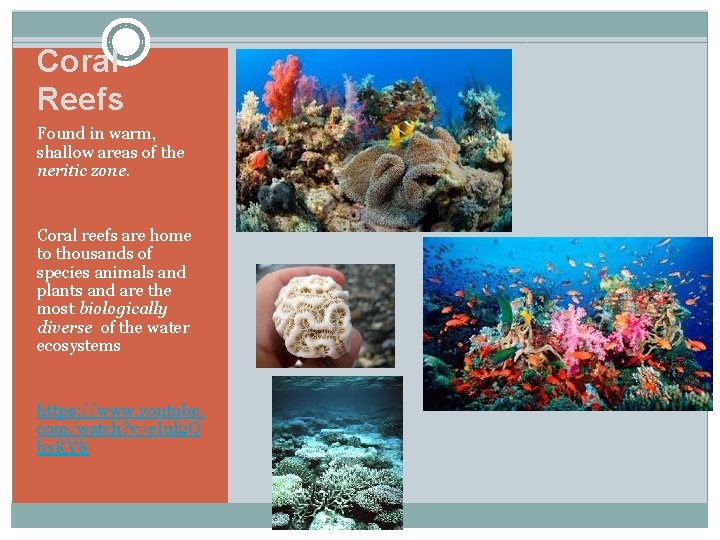 Marine Ecosystems SALT WATER Life in the Oceans