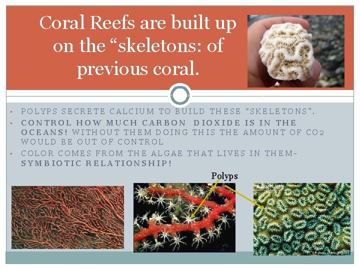 Marine Ecosystems SALT WATER Life in the Oceans