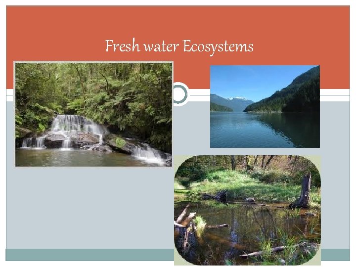 Marine Ecosystems SALT WATER Life in the Oceans