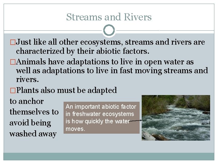 Marine Ecosystems SALT WATER Life in the Oceans