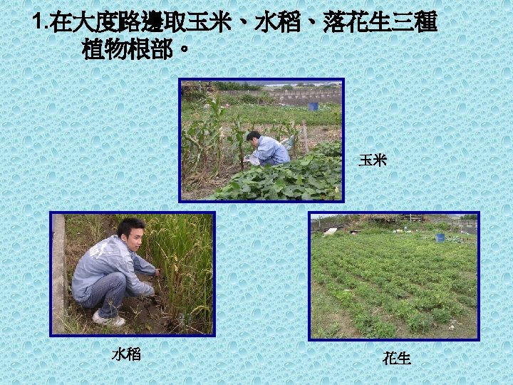 Isolation and characterization of Azospirillum spp 2003 12