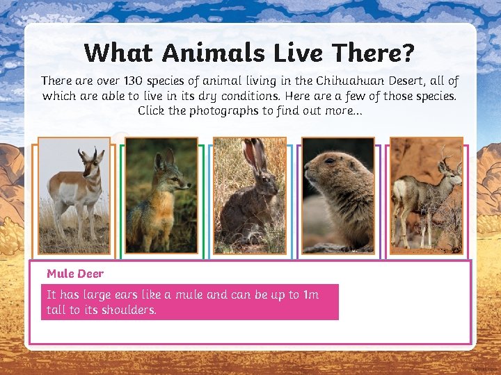 Where Is the Chihuahuan Desert The Chihuahuan Desert