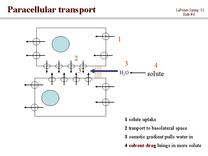 Chapter 23 2 The Urinary System Basic processes