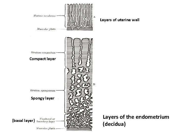 25 Development of Fetal membranes and placenta Prof