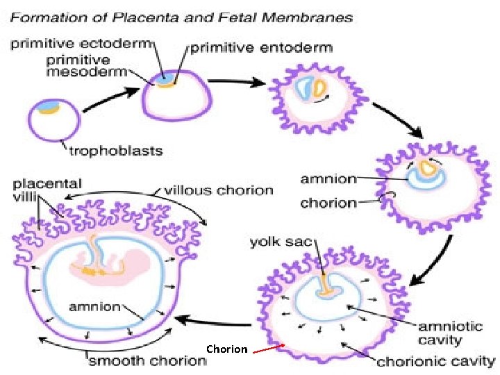 25 Development of Fetal membranes and placenta Prof