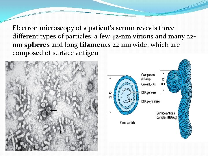 HEPATITIS B VIRUS Presented by Group I PCL