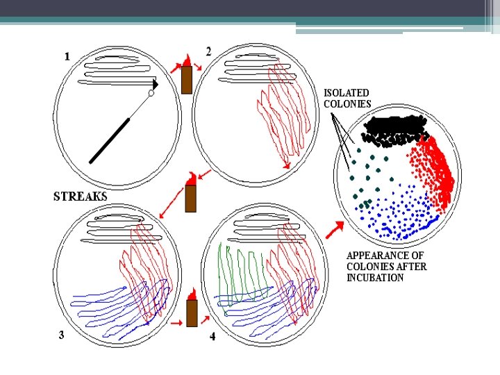 Teknik Isolasi pada Mikroba Populasi mikroba di alam