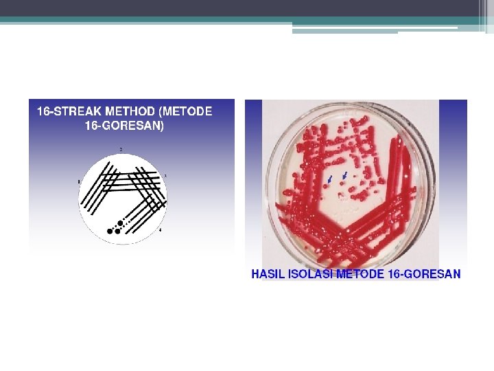 Teknik Isolasi pada Mikroba Populasi mikroba di alam
