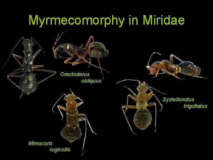 The nearctic mirid genus Coquillettia Uhler 1890 and