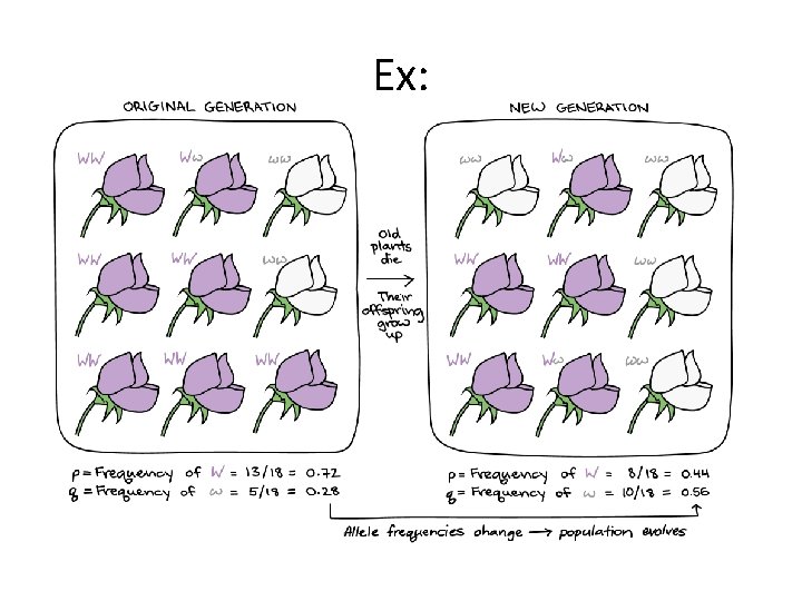 Notes Pg67 Speciation and Population Genetics EQ 1