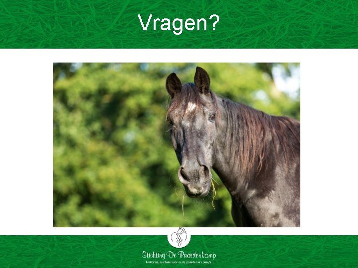 Gezonde voeding voor het oudere paard Even voorstellen