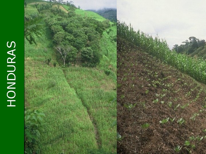 GREEN SEEDER OSU Green Seeder Hand Planter Thursday
