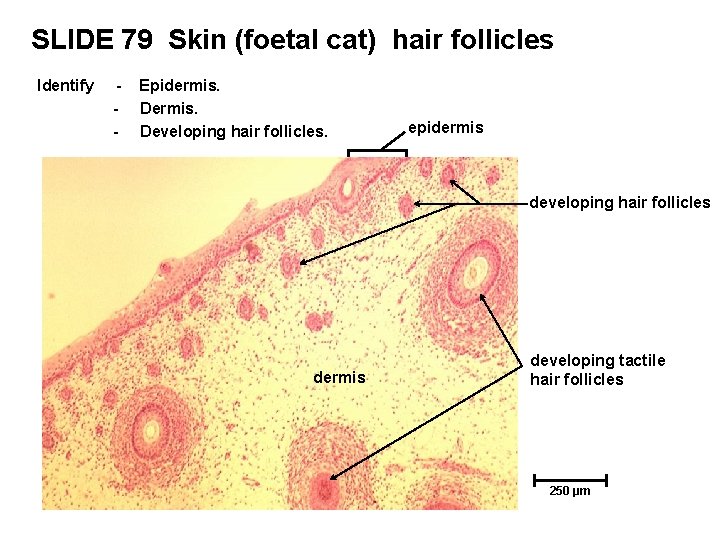 INTEGUMENT2 This resource is licensed under the Creative