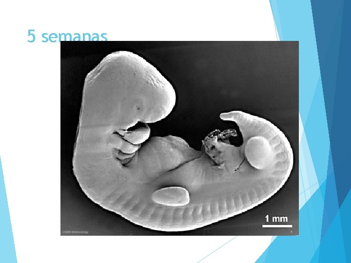 ORGANOGNESIS CUARTA A OCTAVA SEMANA DESARROLLO EMBRIONARIO Las