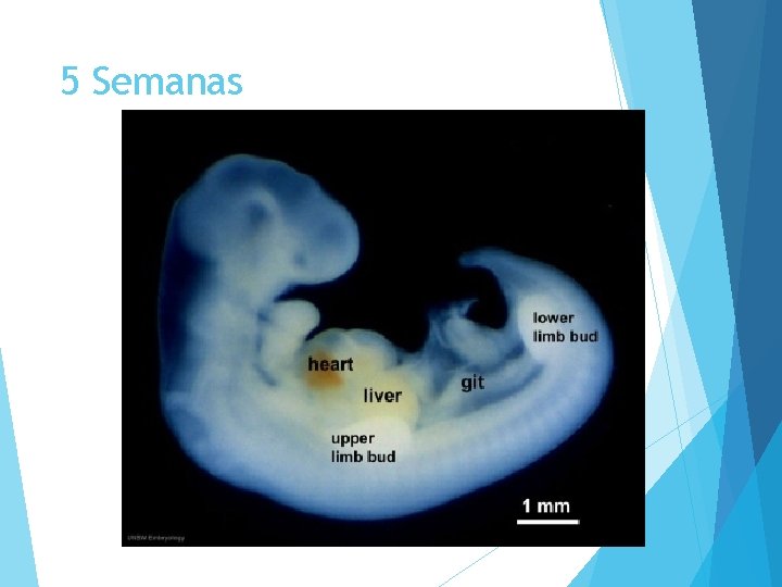 ORGANOGNESIS CUARTA A OCTAVA SEMANA DESARROLLO EMBRIONARIO Las