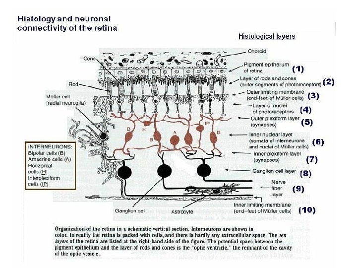Review of anatomy physiology of the Retina Dr