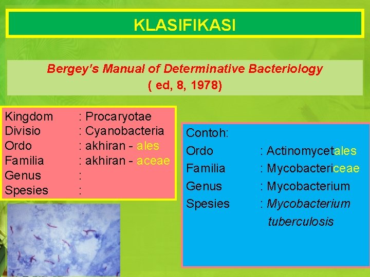 SISTEMATIKA BAKTERI Sistematika ilmu yang mempelajari keanekaragaman mahluk