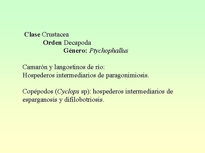 Phylum Arthropoda Morfologa externa Tipos de aparato bucal