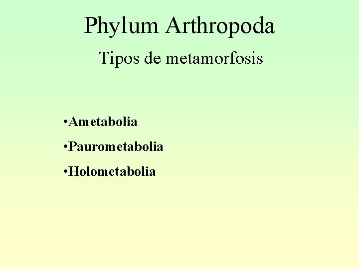 Phylum Arthropoda Morfologa externa Tipos de aparato bucal