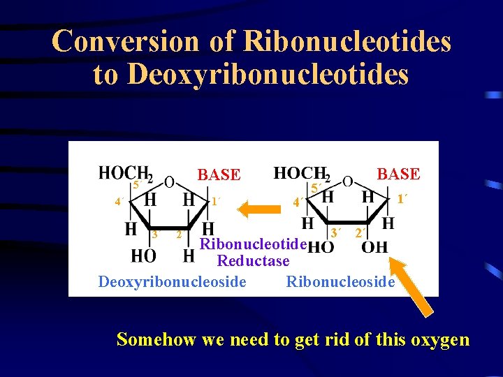 The Practical Side of Nucleotide Metabolism November 29