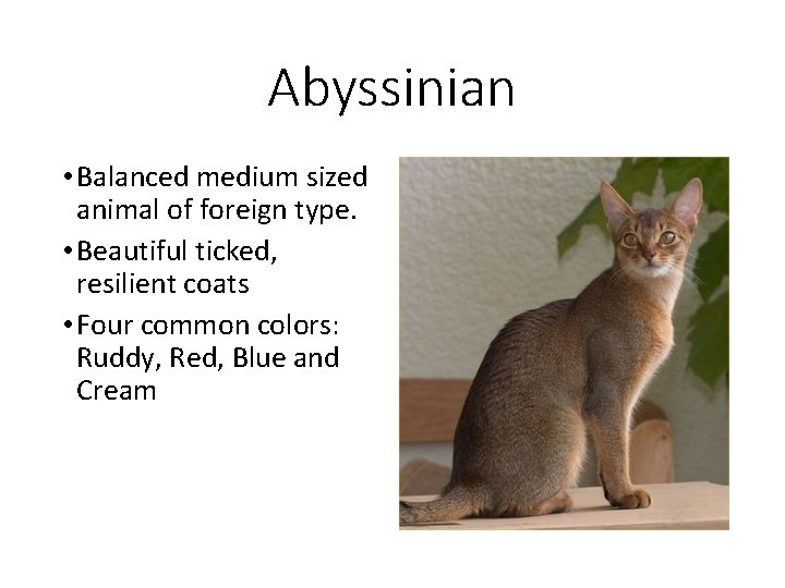Cat breeds Abyssinian Balanced medium sized animal of