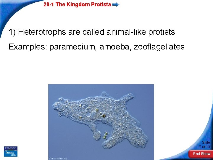 20 1 The Kingdom Protista Slide 1 of