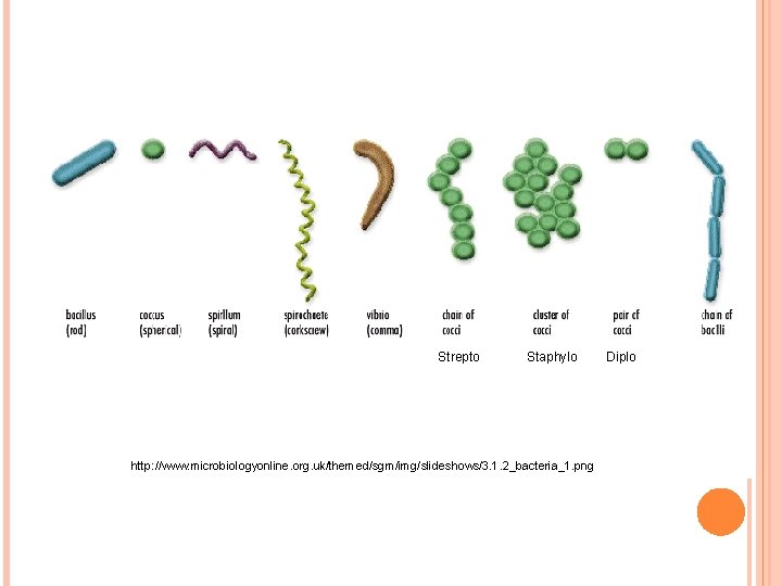 CH 1 INTRODUCTION TO MICROBES Stephanie Lanoue Learning