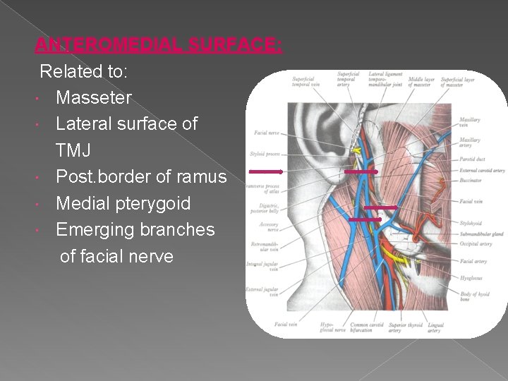 Parotid region It is a fascial lined space