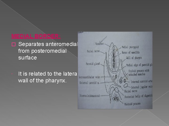 Parotid region It is a fascial lined space