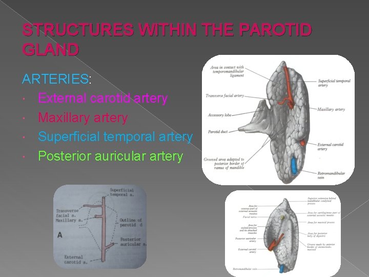 Parotid region It is a fascial lined space