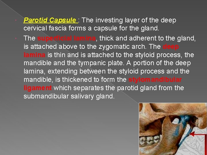 Parotid region It is a fascial lined space