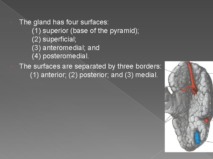 Parotid region It is a fascial lined space