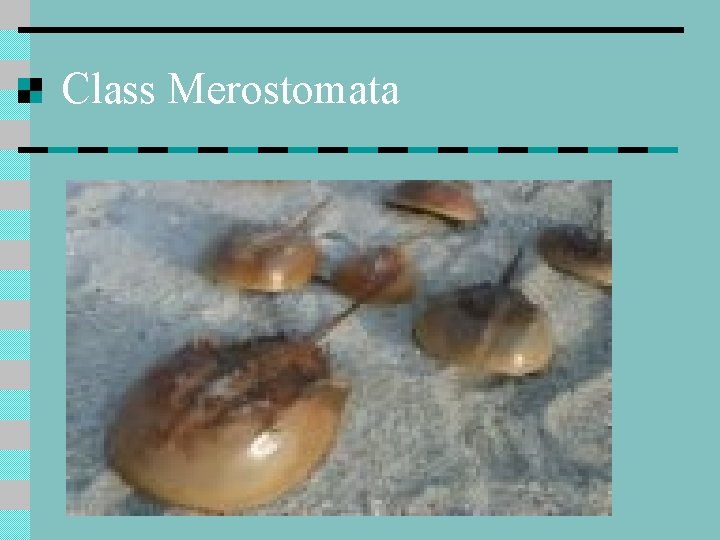 Phylum Arthropoda Phylum Arthropoda Facts n n Arthropods