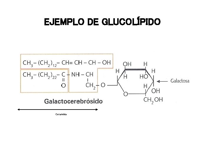TEMA 3 NDICE 1 Caractersticas generales 2 Funciones