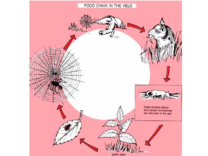 Food Chains On the slides that follow notes