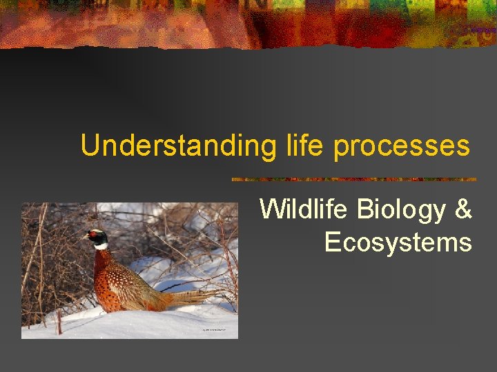Understanding life processes Wildlife Biology Ecosystems Next Generation