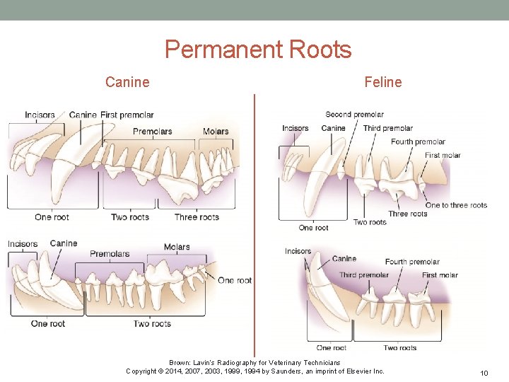 DENTAL RADIOGRAPHY CHAPTER 24 Brown Lavins Radiography for