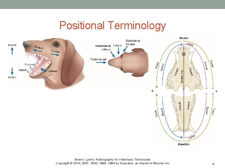 DENTAL RADIOGRAPHY CHAPTER 24 Brown Lavins Radiography for