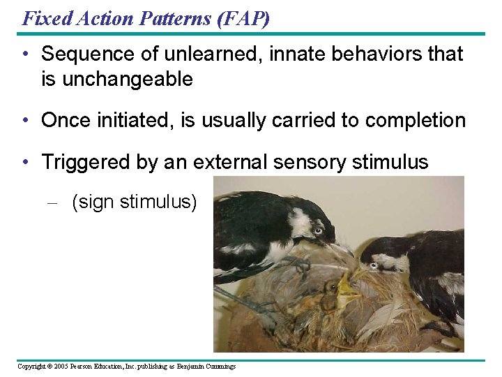 Chapter 51 Animal Behavior Copyright 2005 Pearson Education