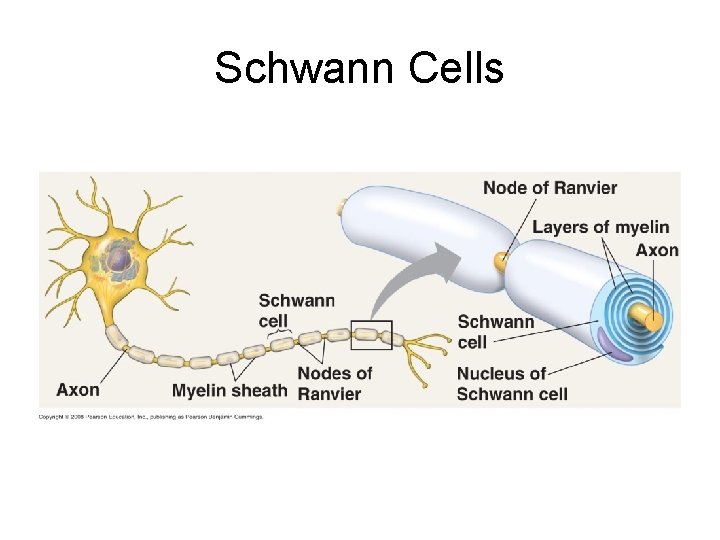 Electrical Signals 1 BIOL 1407 Electrical Signals Changes